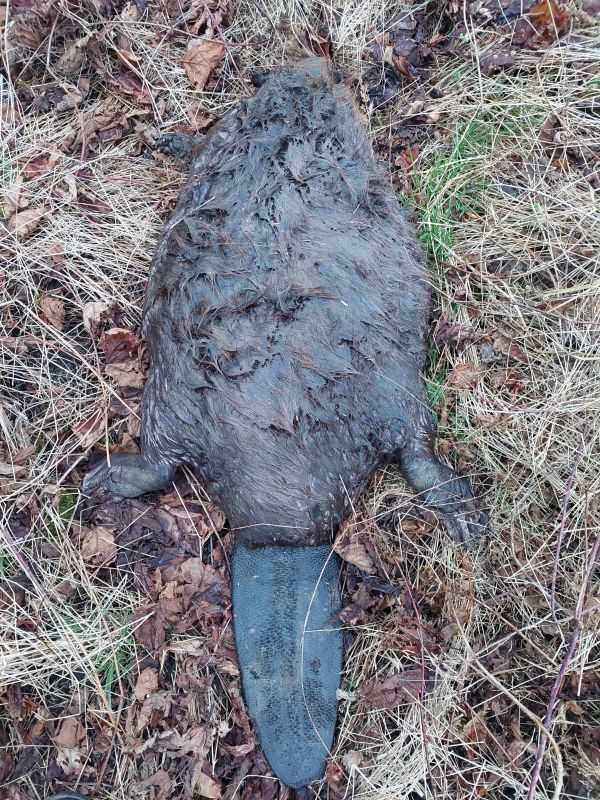 FOTO+VIDEO. Kokio dydžio gali būti bebras? | Medžioklė