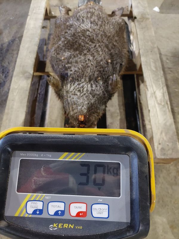 FOTO+VIDEO. Kokio dydžio gali būti bebras? | Medžioklė